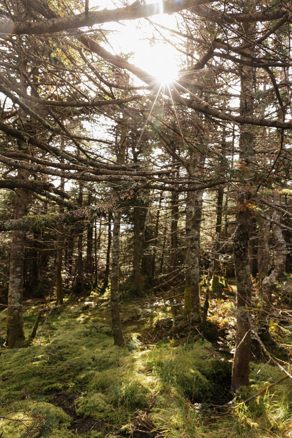 How to Elope in Stowe, Vermont: A Romantic Mountain Escape All Year ...